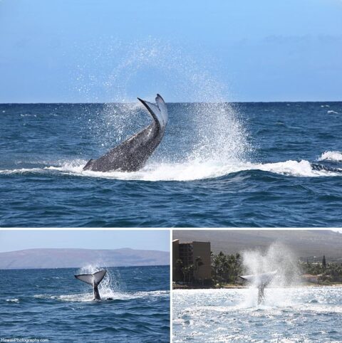 Humpback Whale Behavior - Hawaii Photography